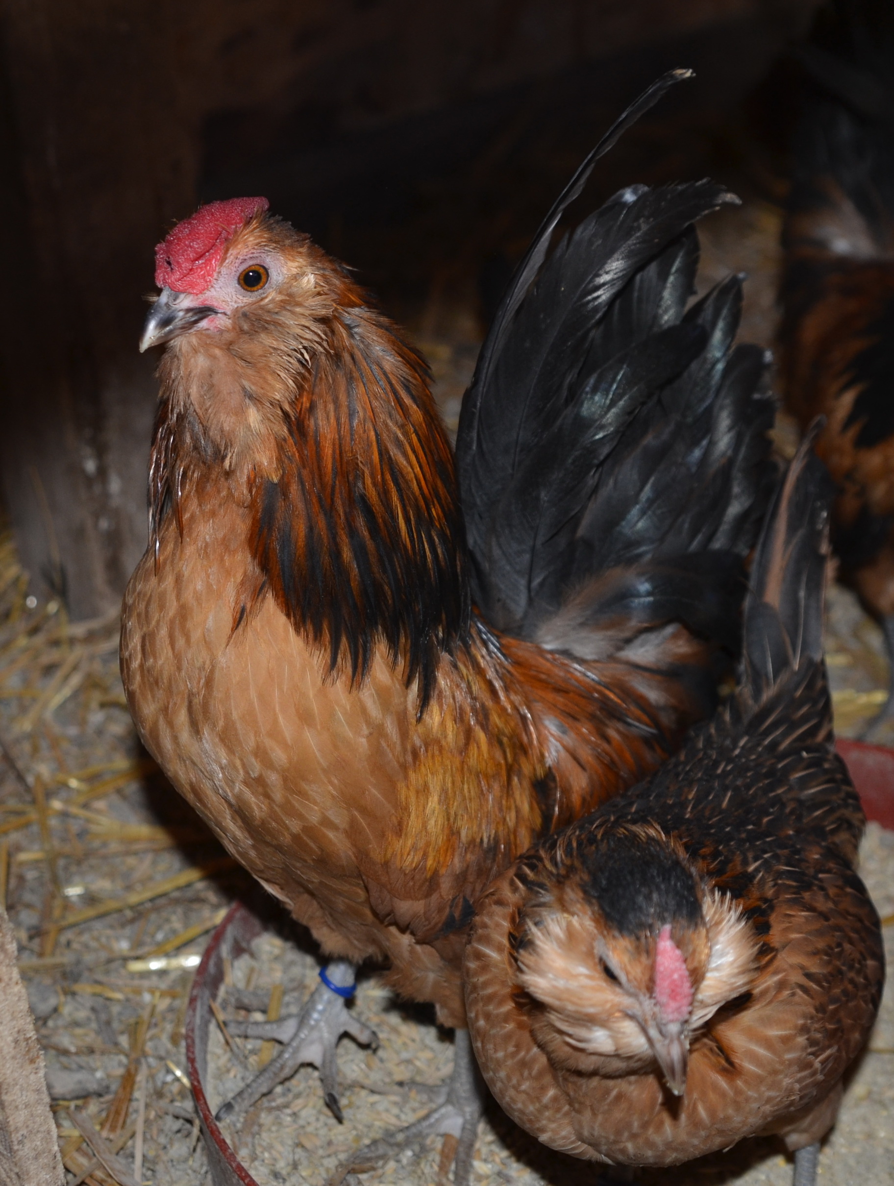 d anver roo – TarBox Hollow Poultry