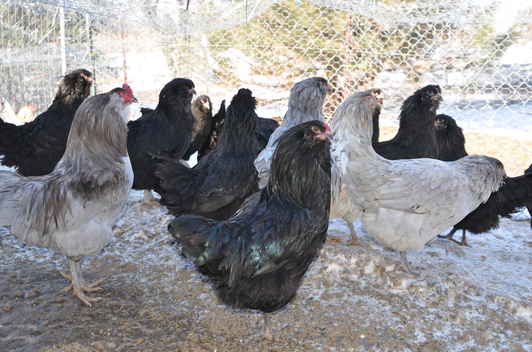 DSC_5007_resize – TarBox Hollow Poultry