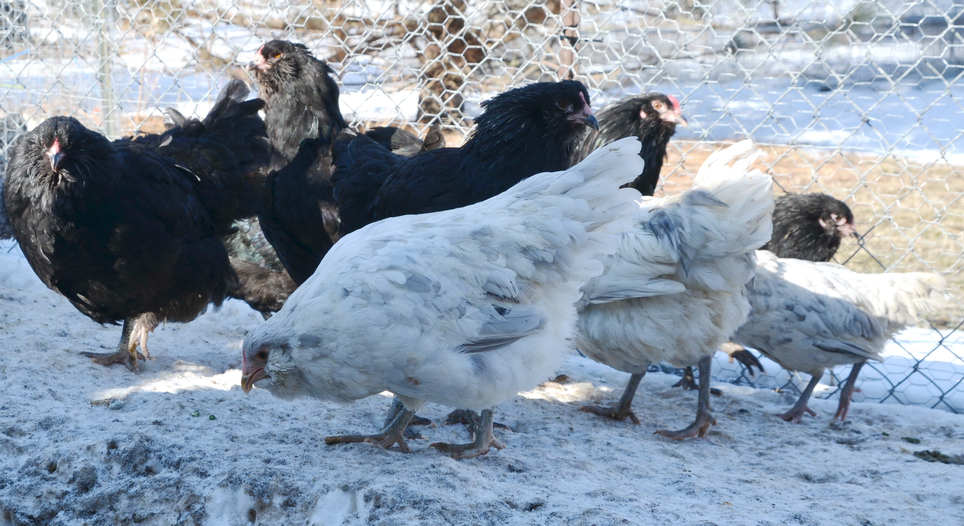 ameraucana splash hens 2 – TarBox Hollow Poultry