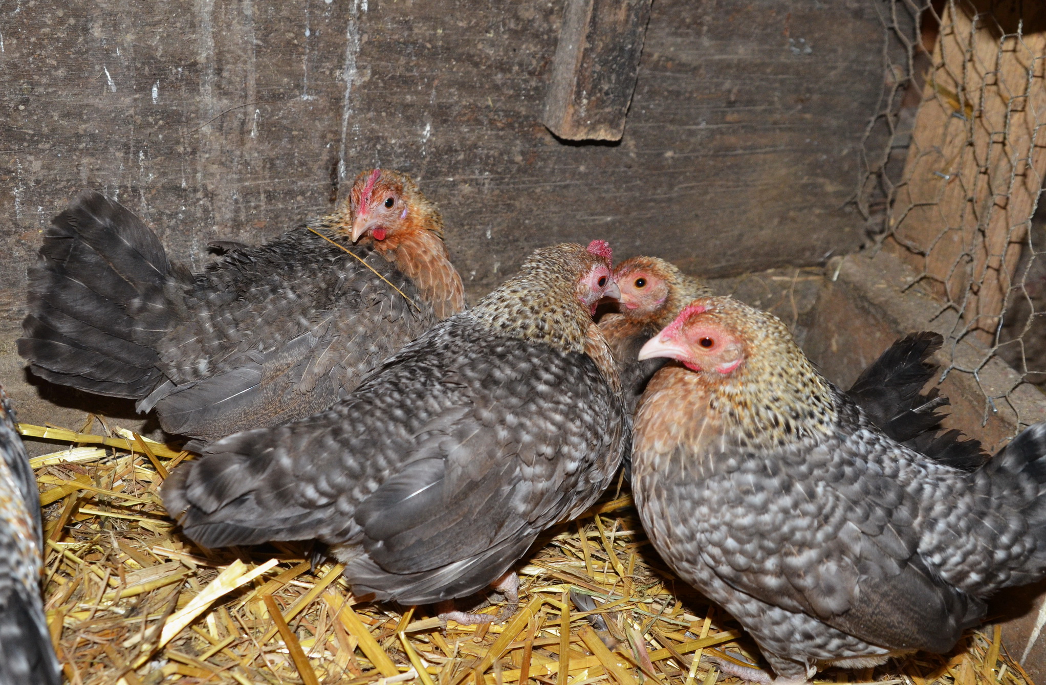 crele 2_resize – TarBox Hollow Poultry