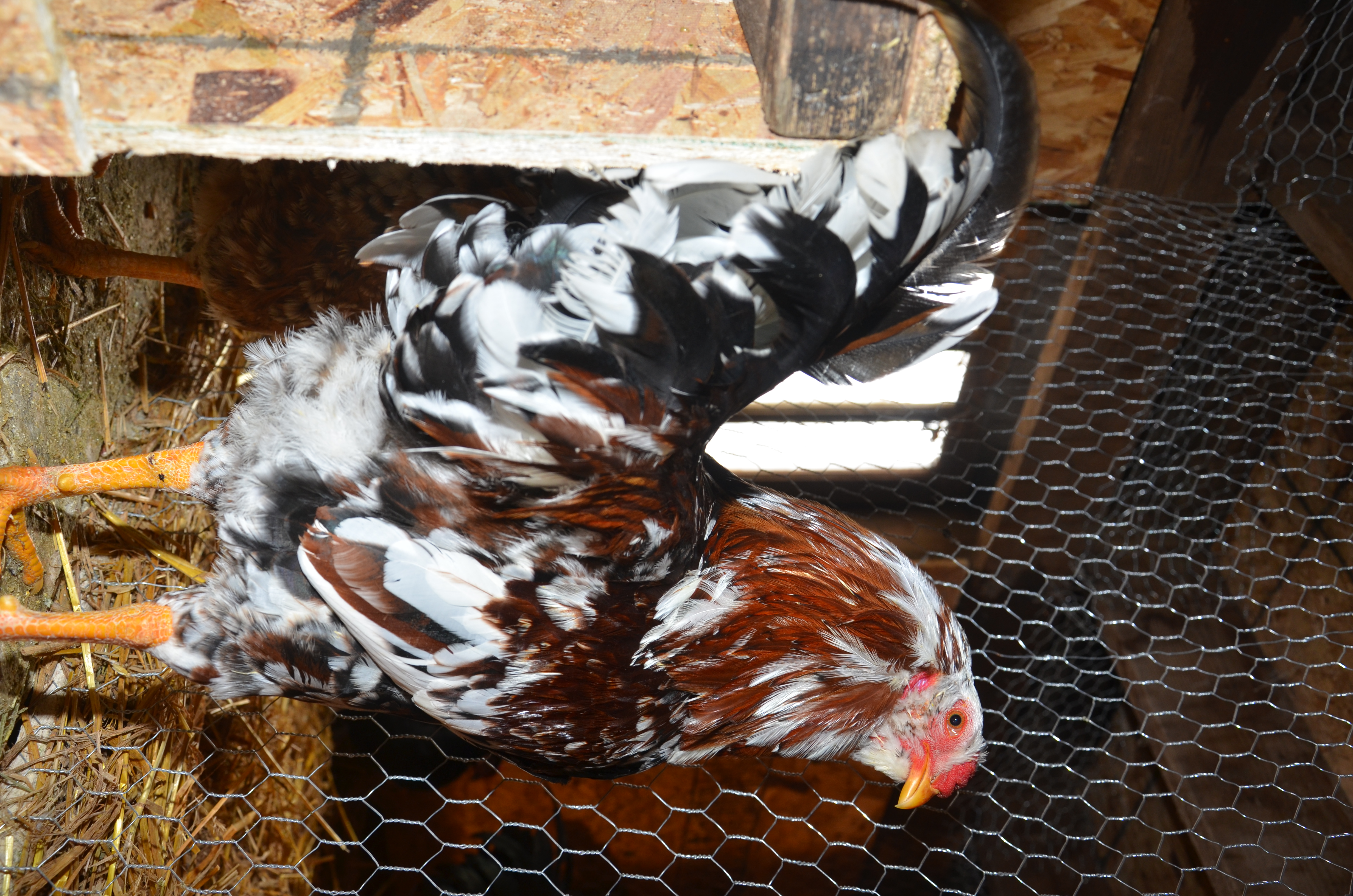 DSC_6793 – TarBox Hollow Poultry