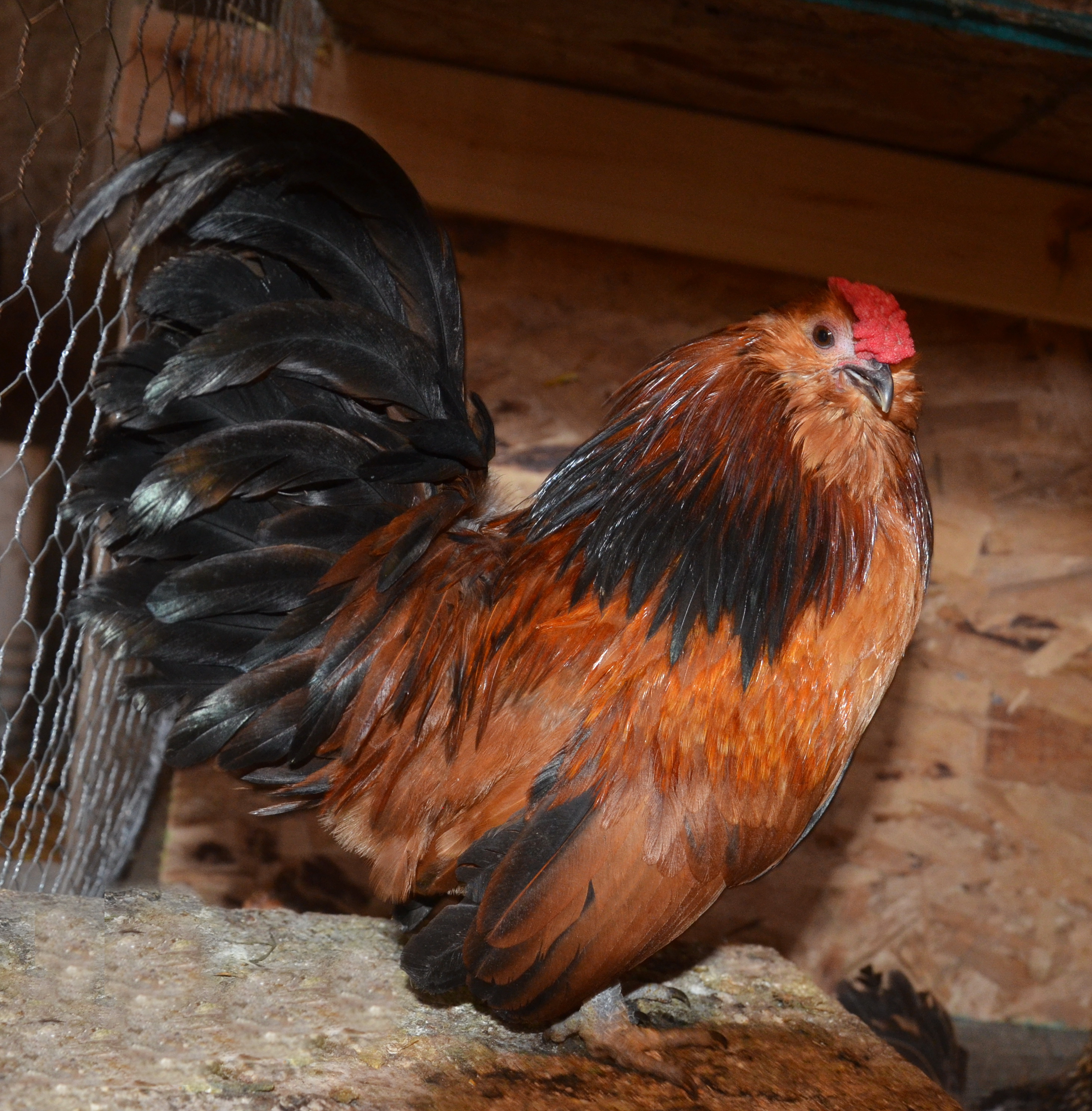 Quail Belgian Bearded d’Anver Rooster – TarBox Hollow Poultry