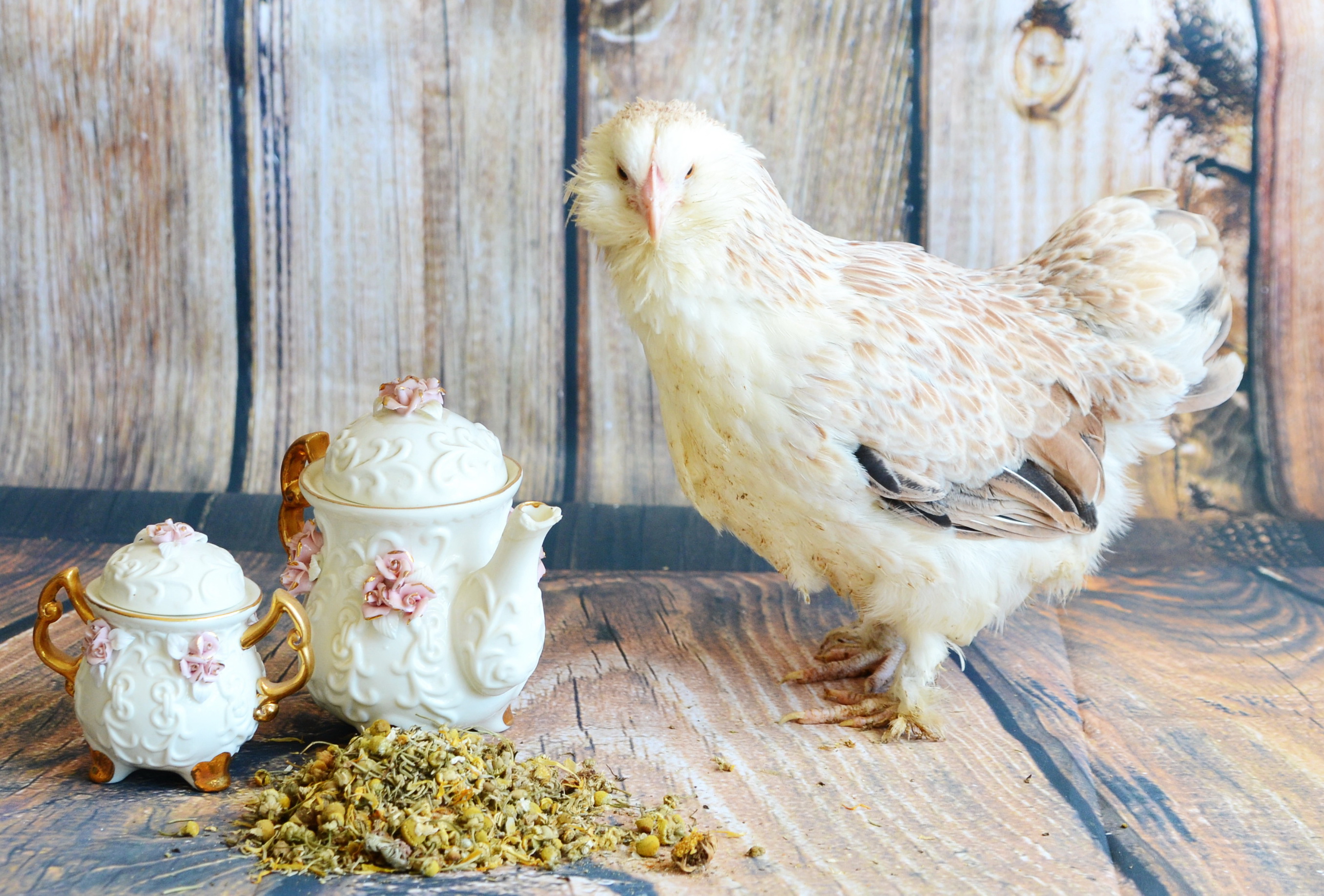 hen with tea 2 – TarBox Hollow Poultry