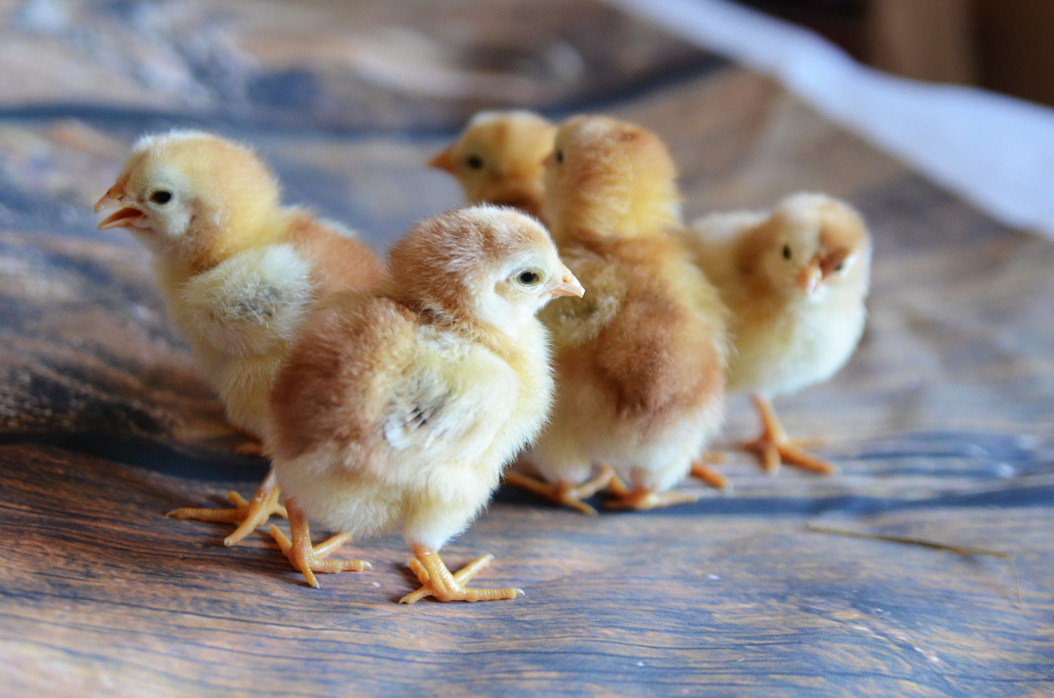 orloff chicks_resize – TarBox Hollow Poultry