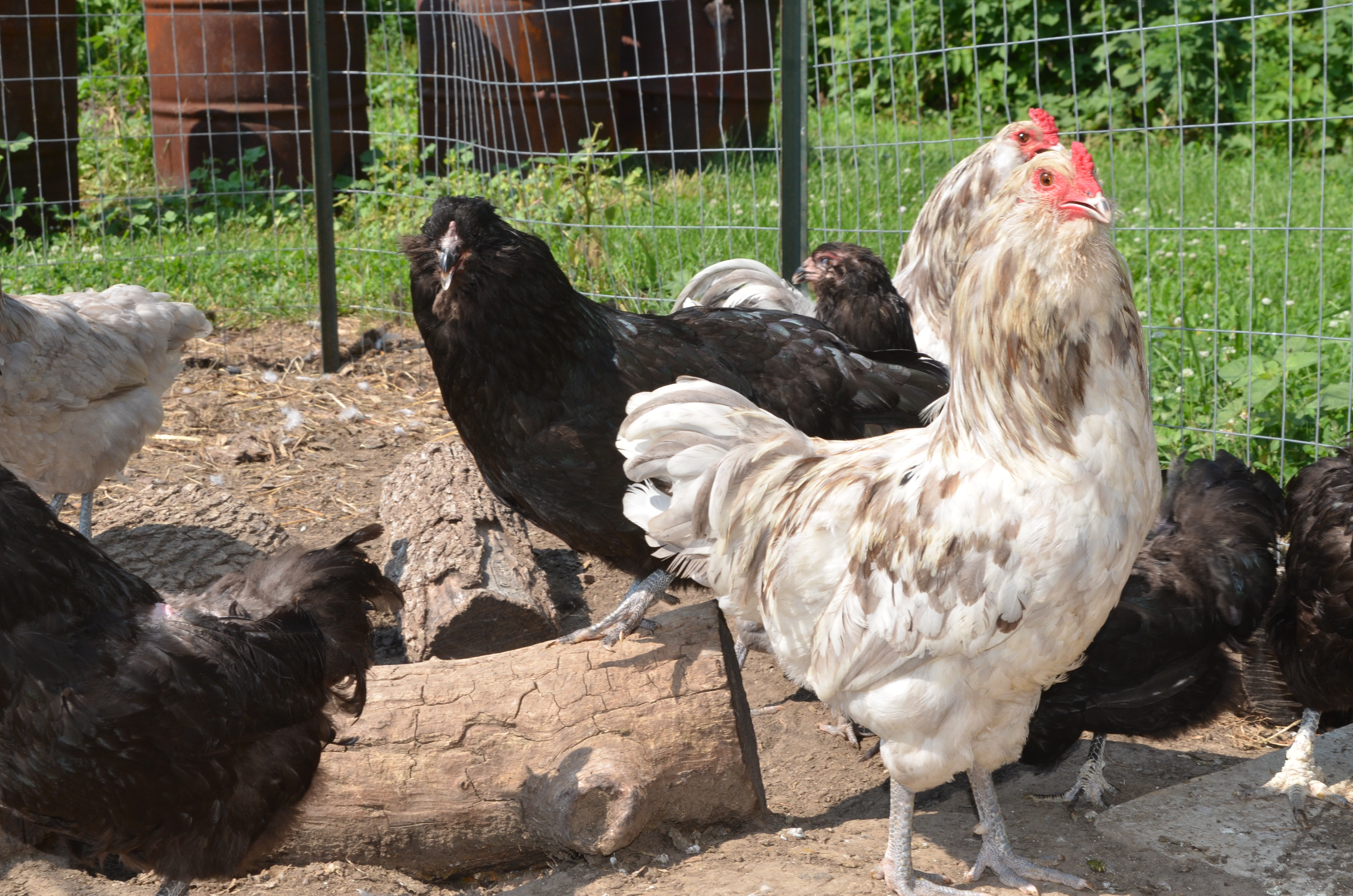 DSC_8980 – TarBox Hollow Poultry