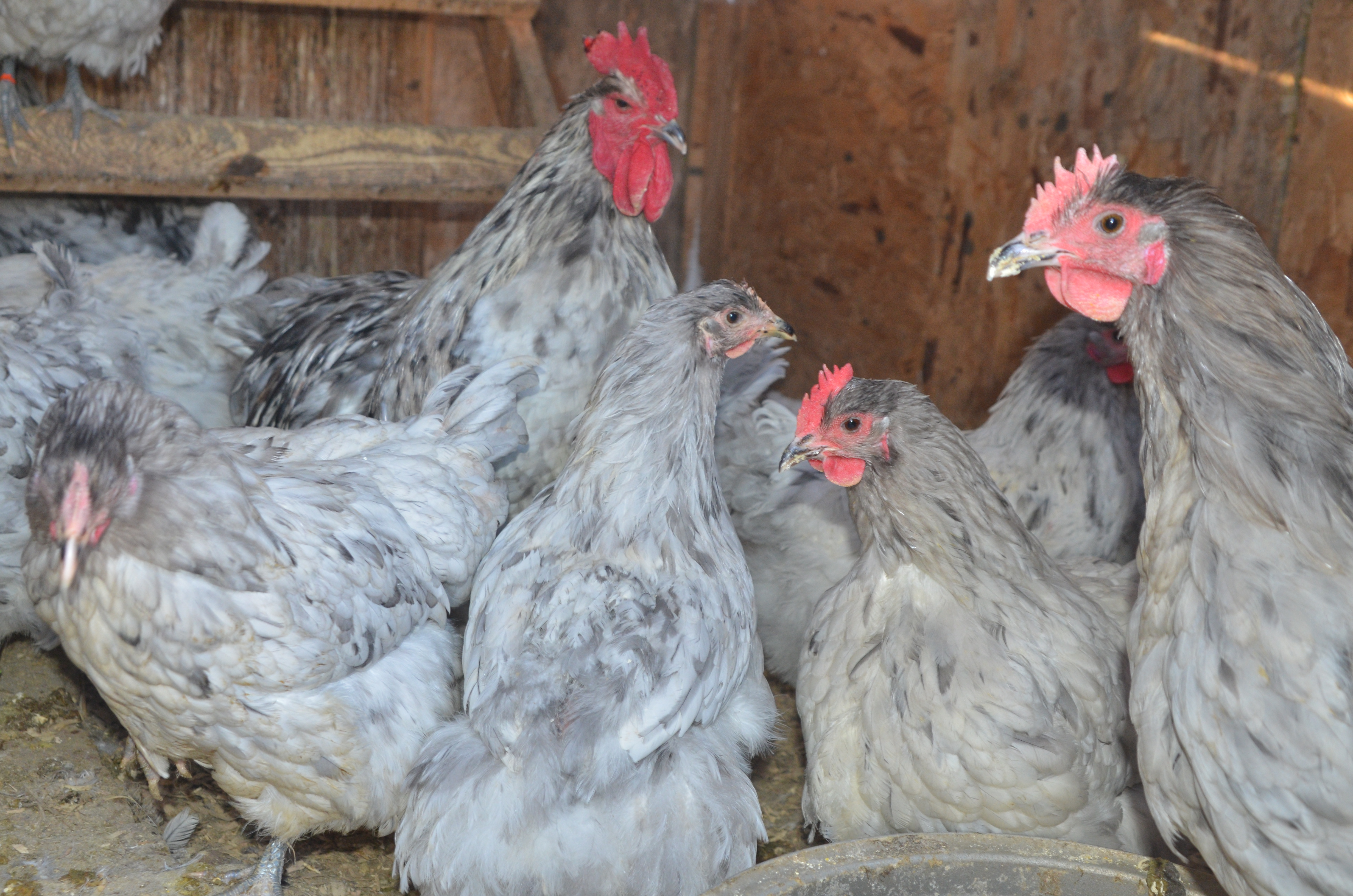 Splash Orpingtons – TarBox Hollow Poultry