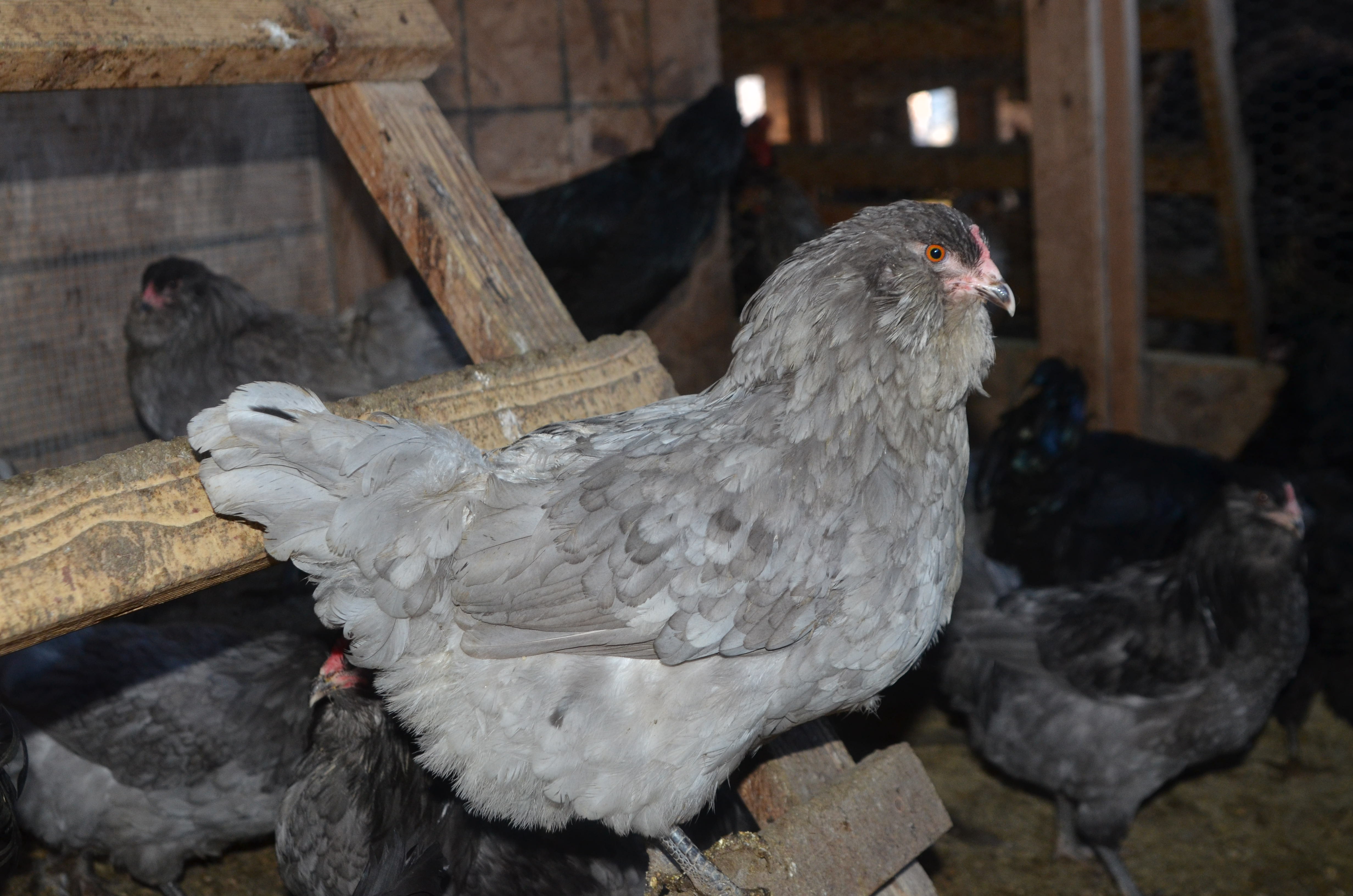 Blue Ameraucana Pullet – TarBox Hollow Poultry
