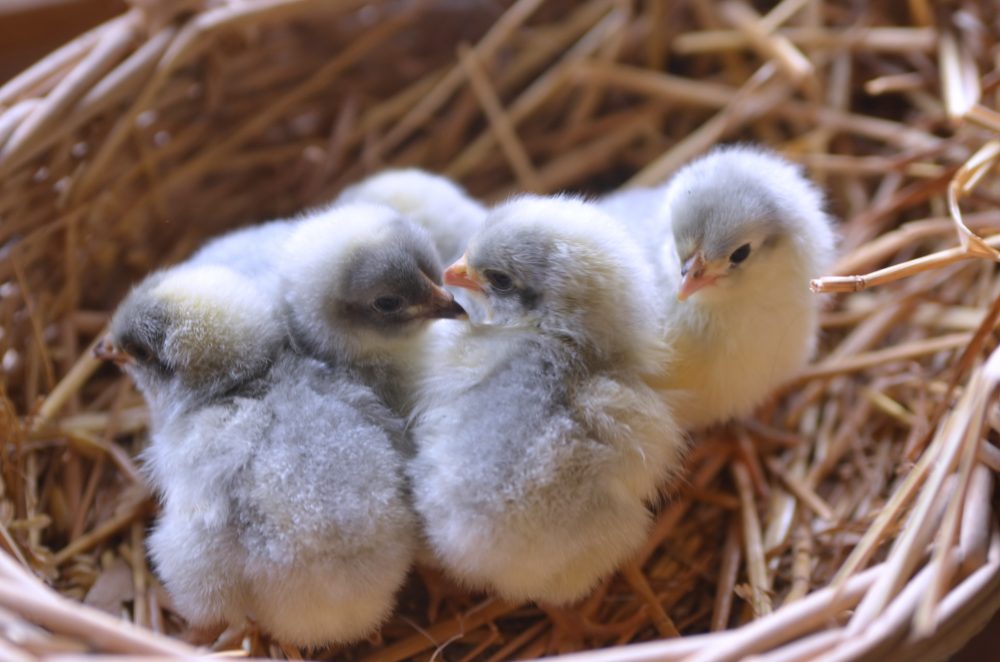 cuckoo chicks – TarBox Hollow Poultry