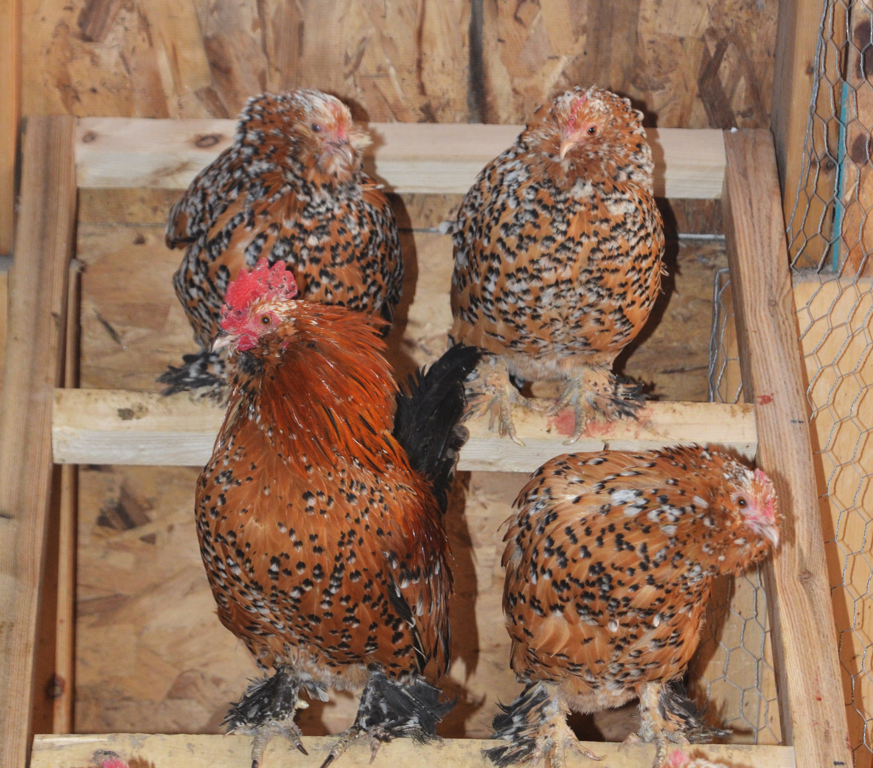 mille roo and hens – TarBox Hollow Poultry