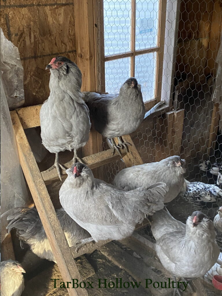 Self Blue Ameraucana Chicks – TarBox Hollow Poultry