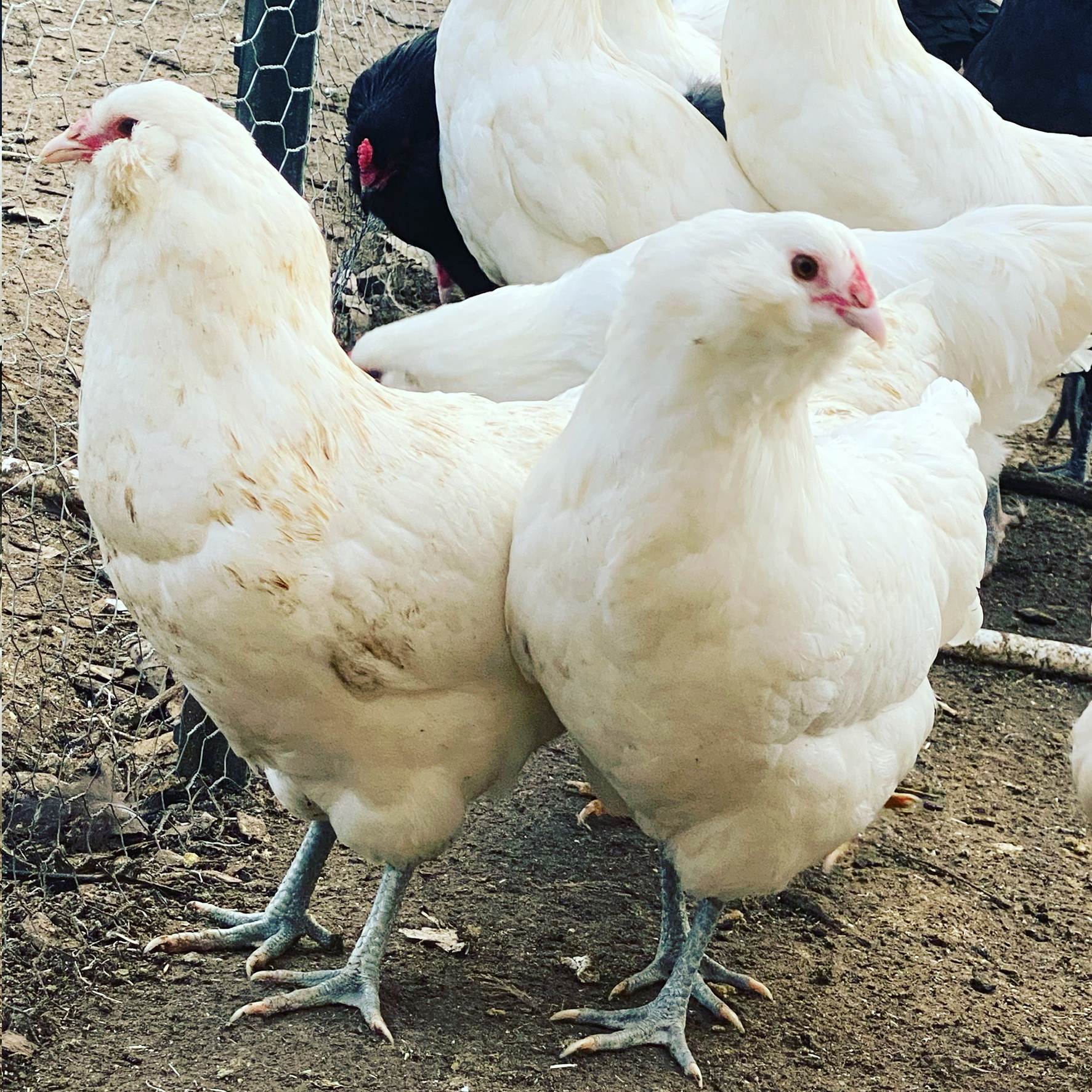 white amer pullets – TarBox Hollow Poultry