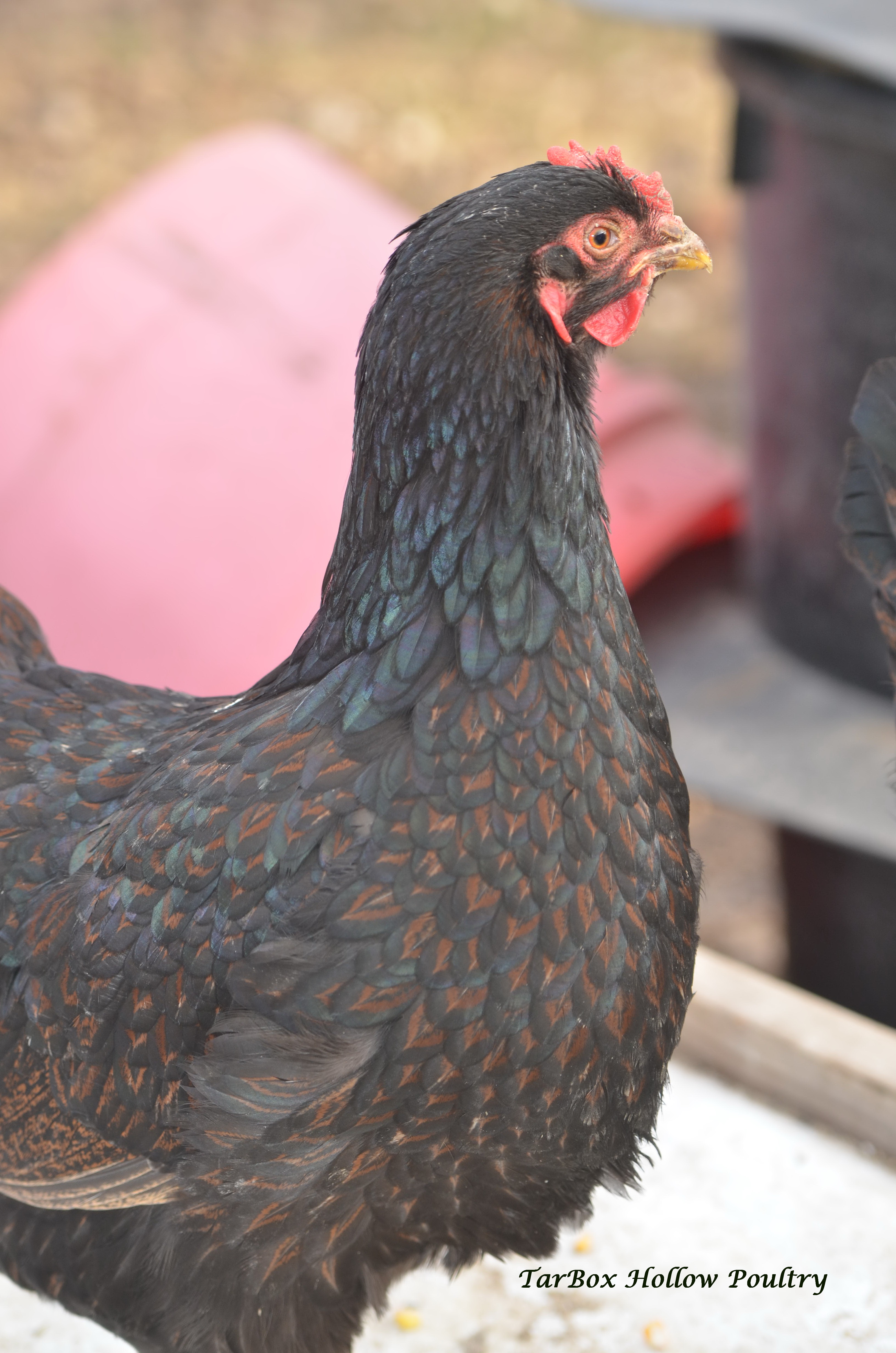 barnvelder hen – TarBox Hollow Poultry