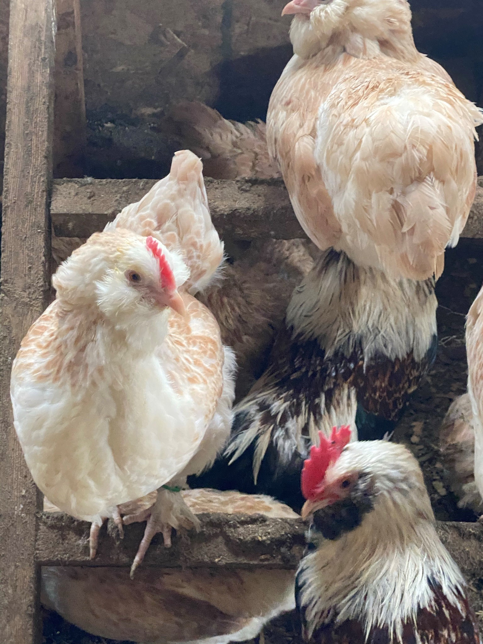 salmon bant 1 – TarBox Hollow Poultry