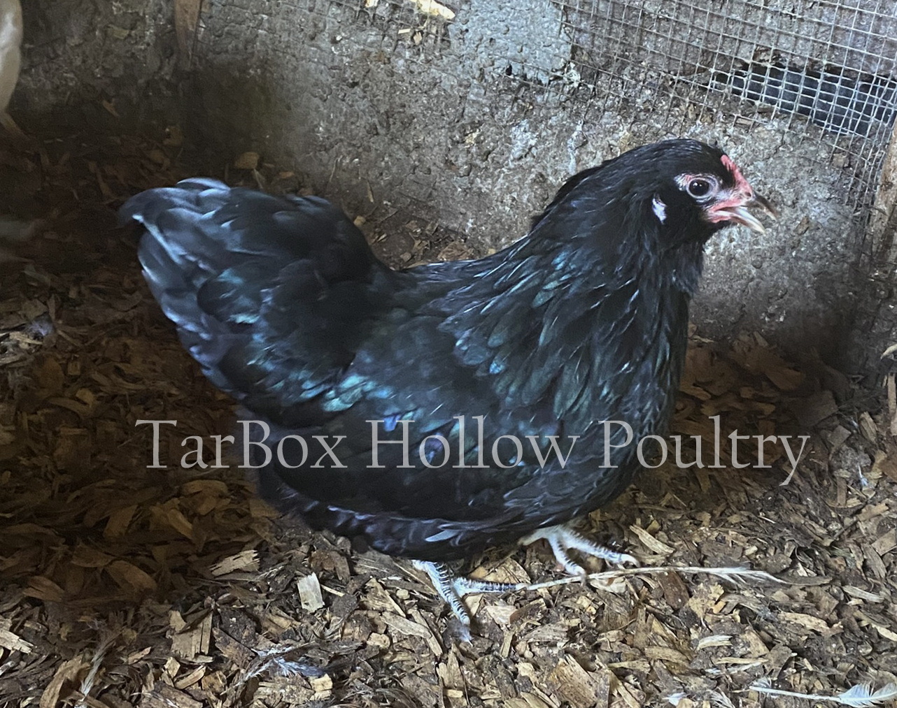 Black Americana Chickens