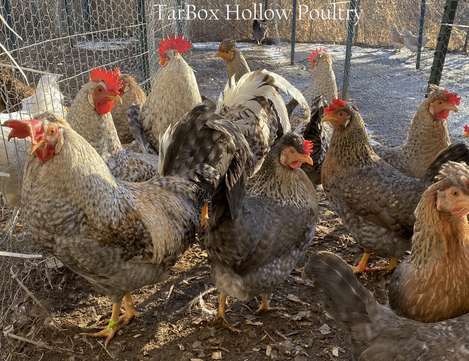 IMG_6224aa – TarBox Hollow Poultry