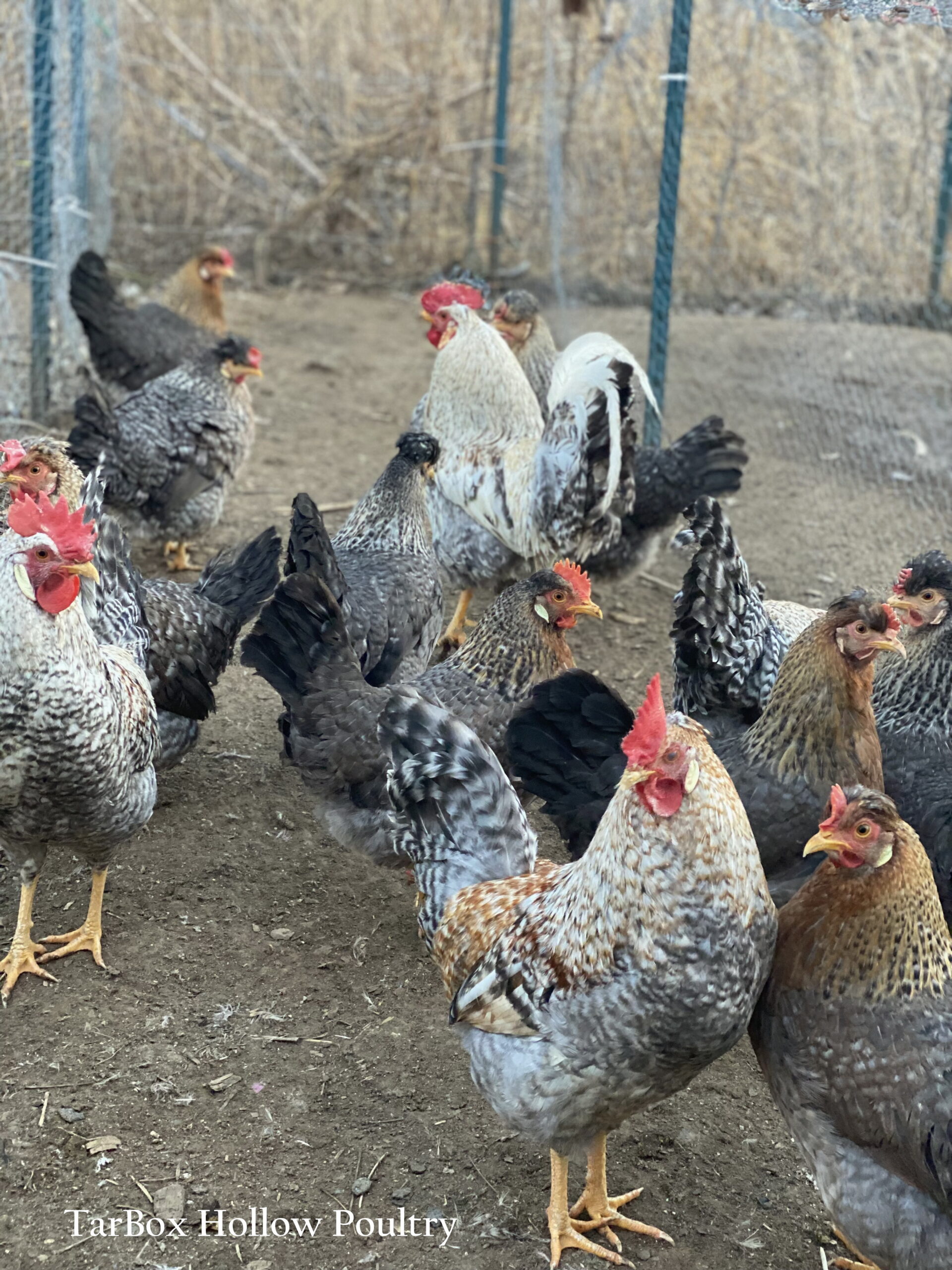 legbar flock – TarBox Hollow Poultry