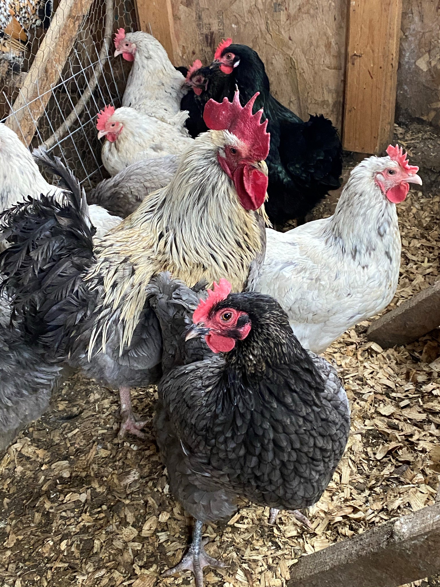 blue maran 2 – TarBox Hollow Poultry